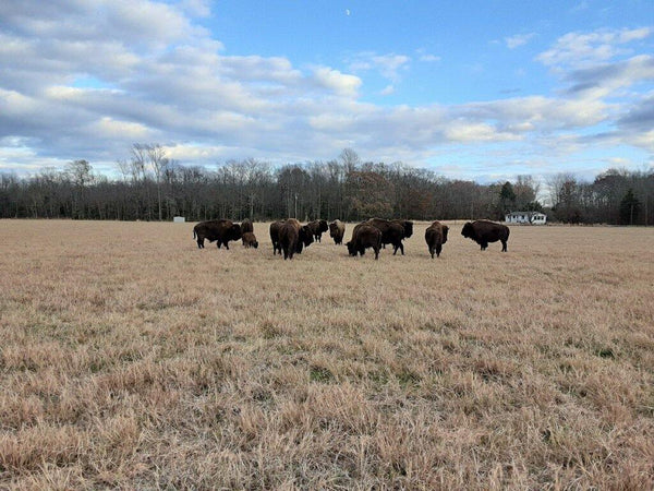 Finally Bison Are a Part of NJ | Buck Wild Bison