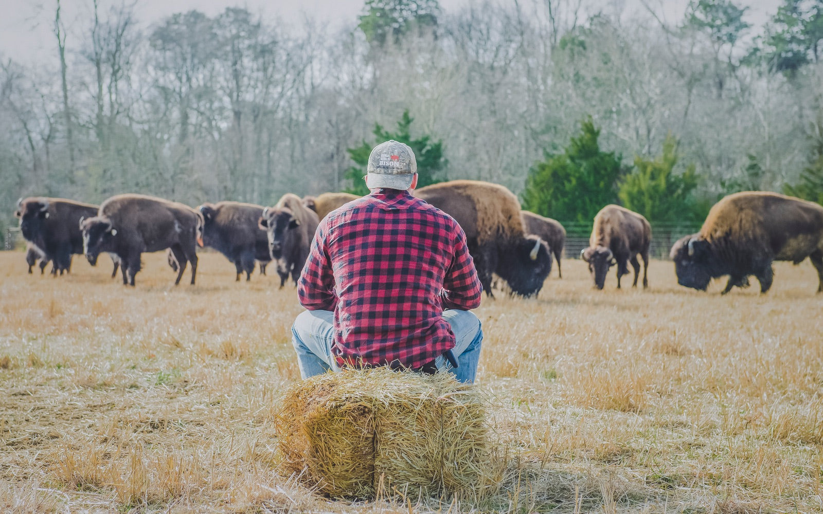 Family-Owned Bison Farm | Buck Wild Bison