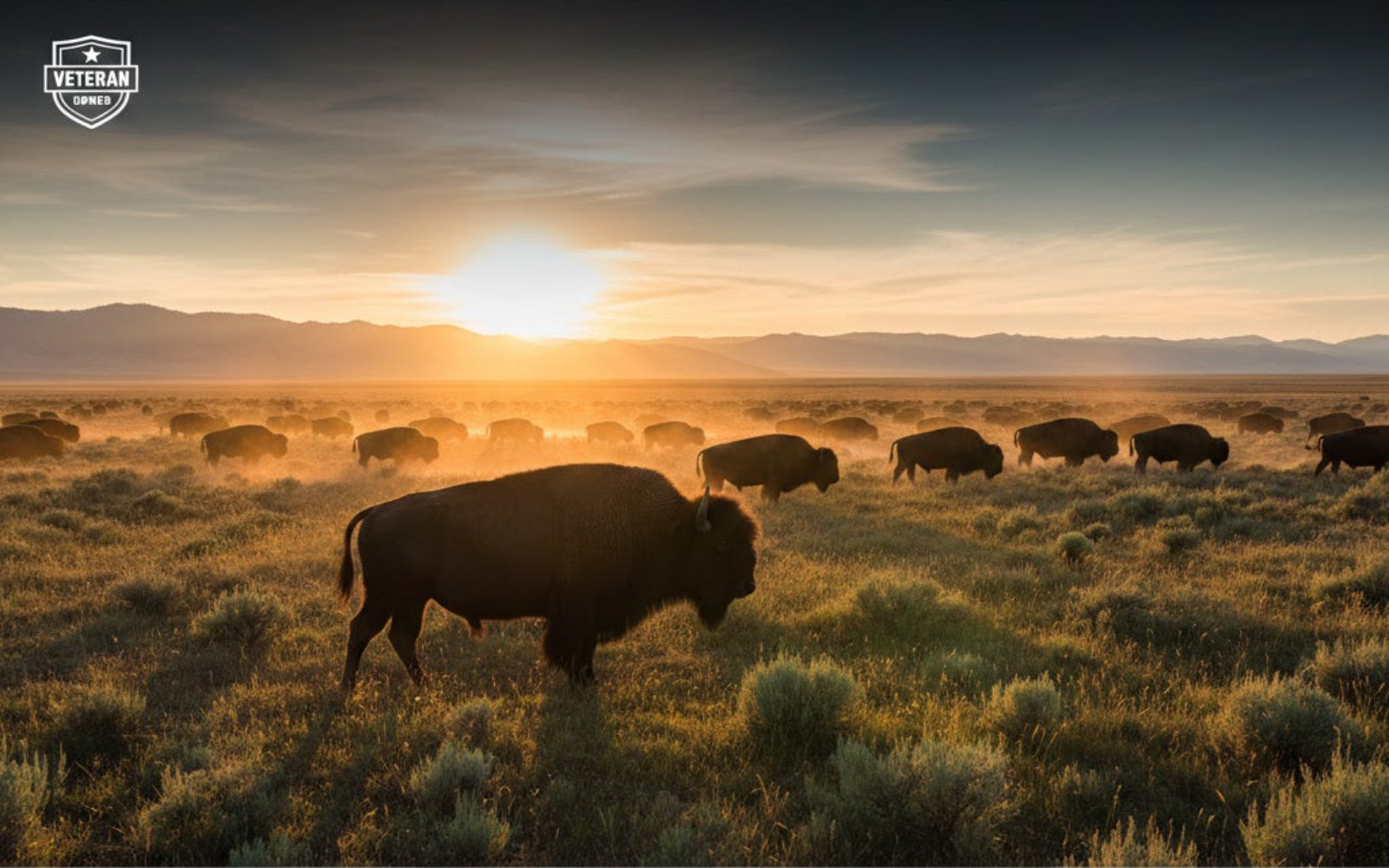 Bison Meat | Bison Steaks & Burgers